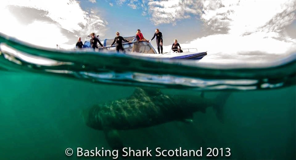 The Best Shark Dive in the World!: Basking Shark Scotland joins GSD!