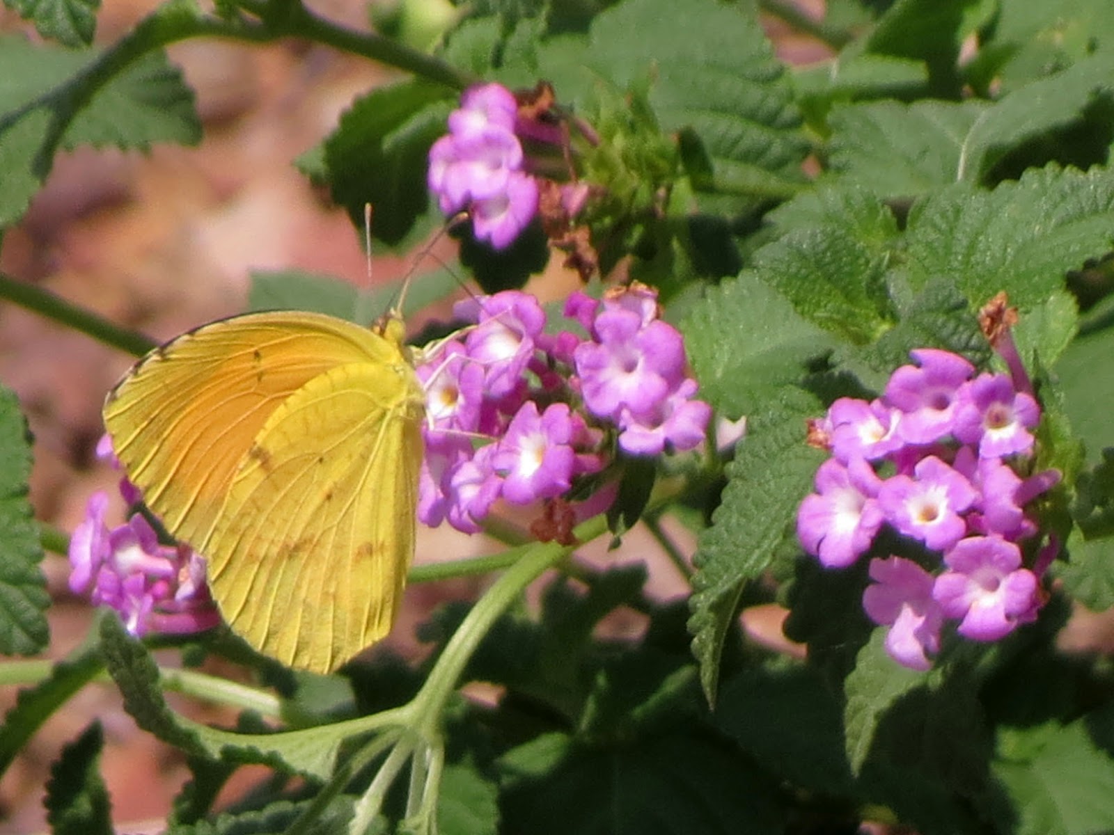 Desert Colors: Butterflies in the Garden