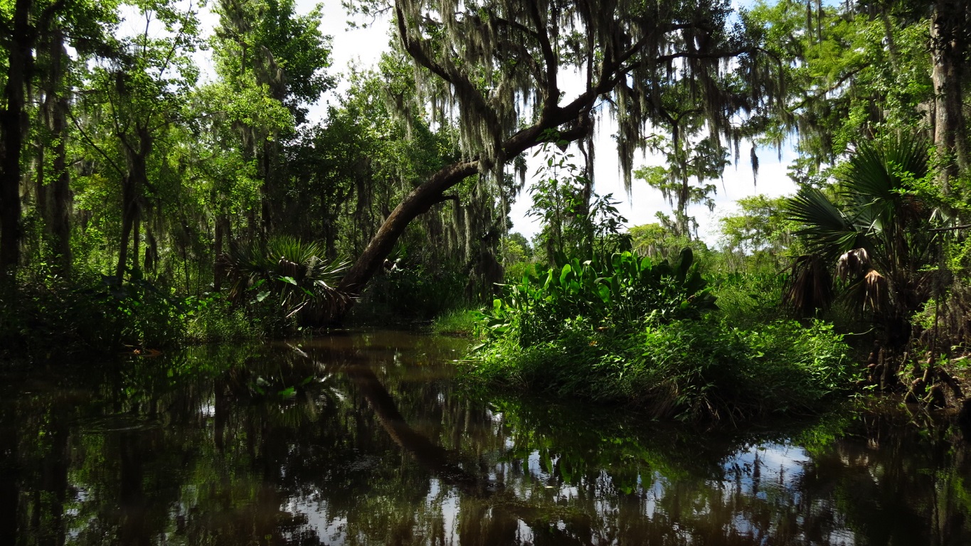 Burn Up the Road: Week Four: New Orleans, Louisiana; Swamps and Bayou ...