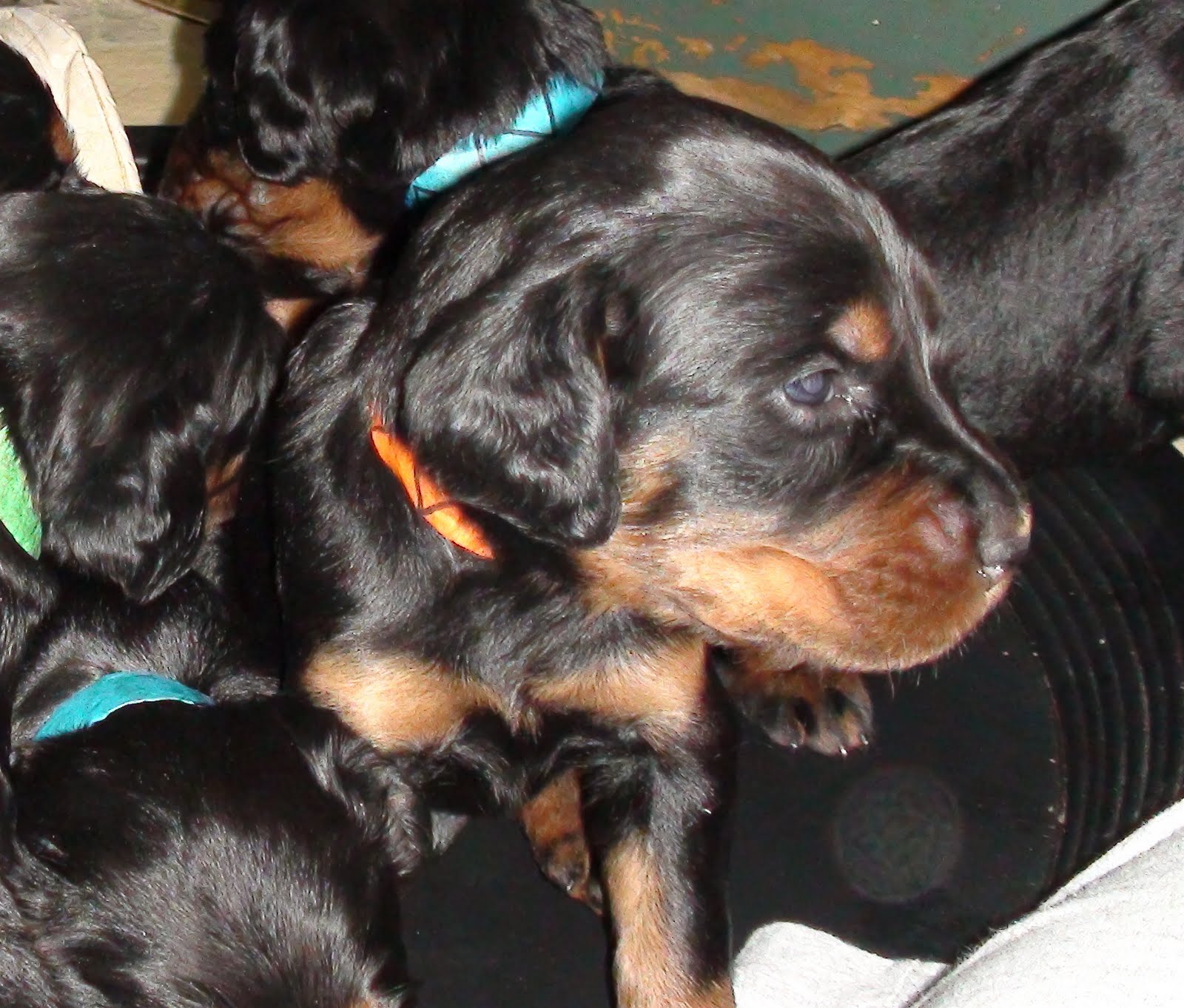 Gordon Setter Crossing: Gordon Setter Puppies - 3 Weeks Old