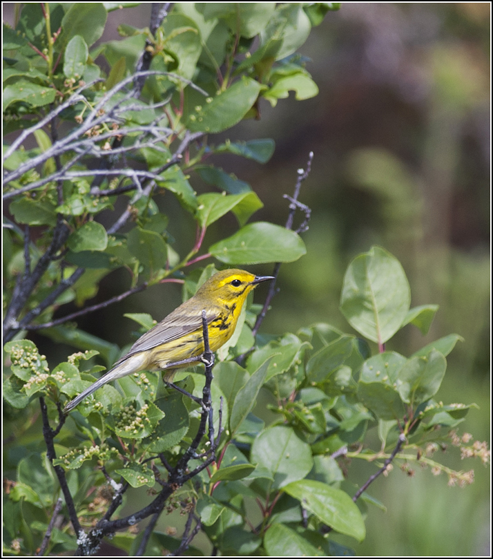 Explorations of an Ecologist: Breeding Prairie Warblers at Carden!