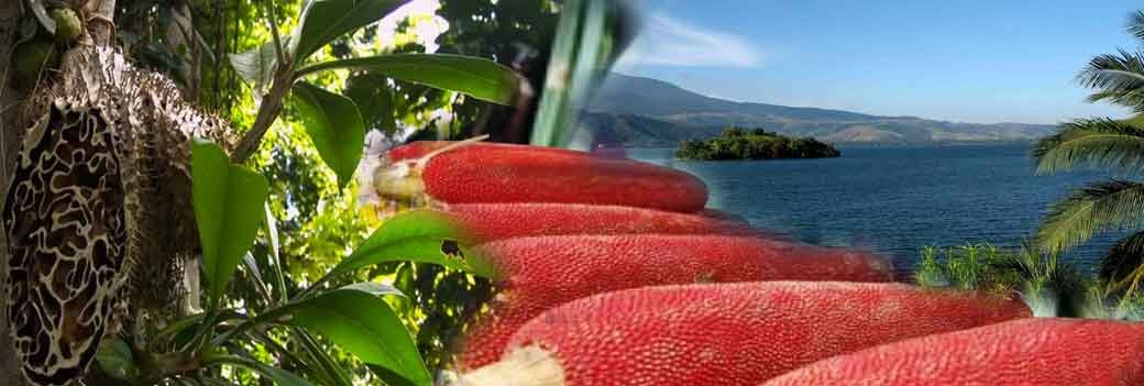 Flora dan Fauna Papua - THE COLOUR OF INDONESIA