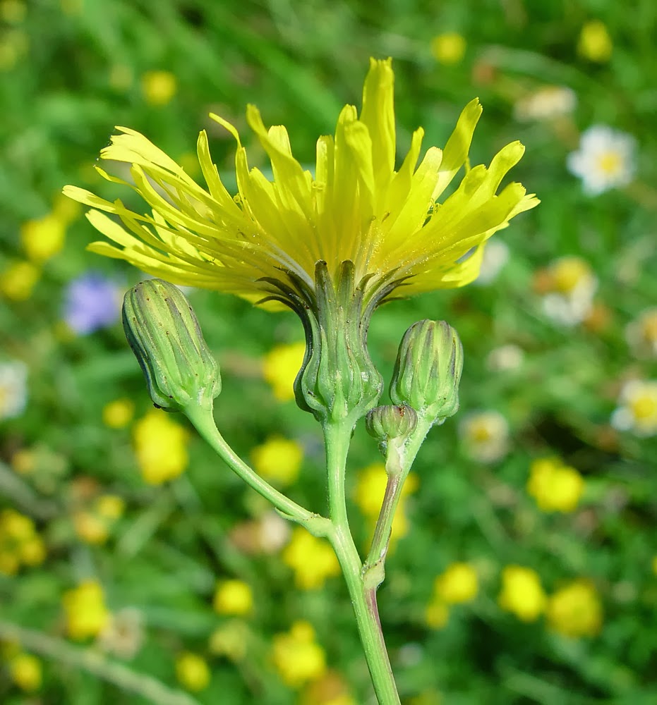Ramuan Herbal: Tempuyung (Sonchus arvensis L.)