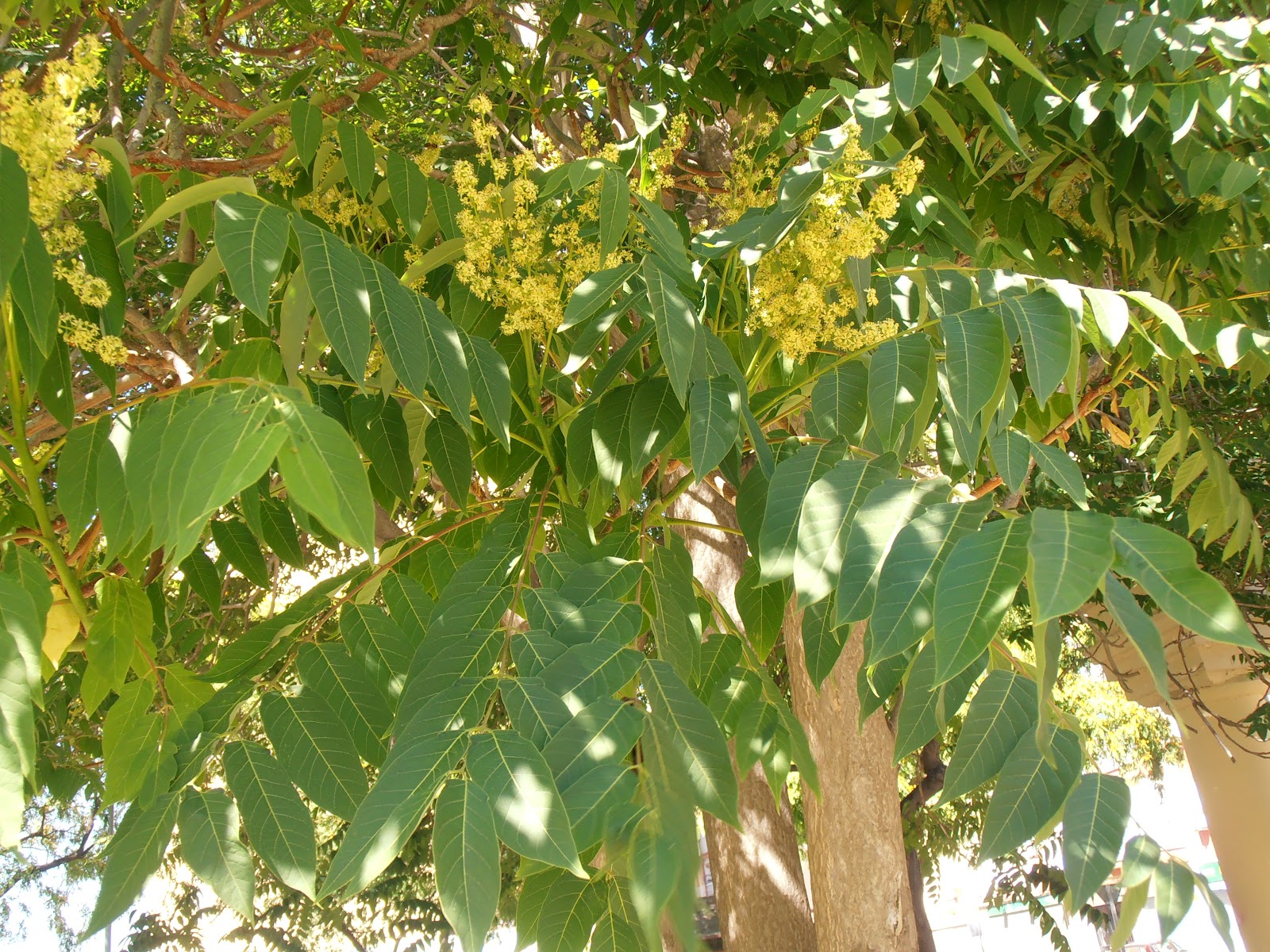 AILANTO: Ailanthus altissima | Plantas rioMoros