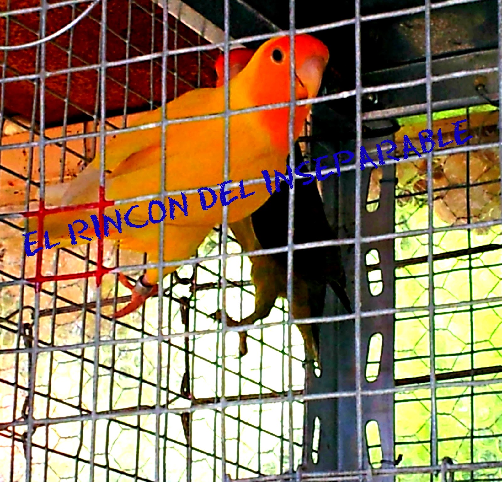 EL RINCÓN DEL INSEPARABLE