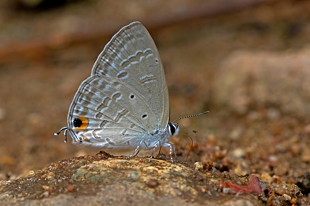 Catochrysops strabo DATASHEET | BugsAlive