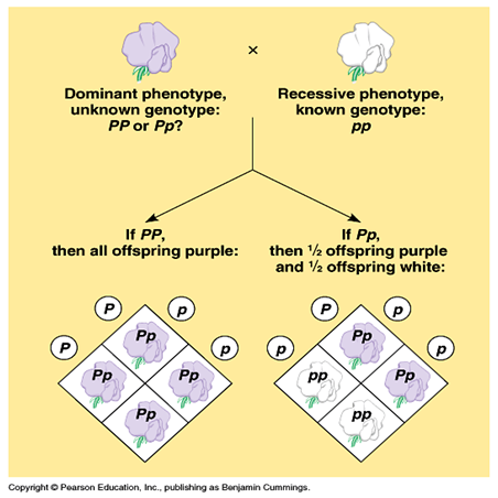 I Biology: Hereditas dan Hukum Mendell