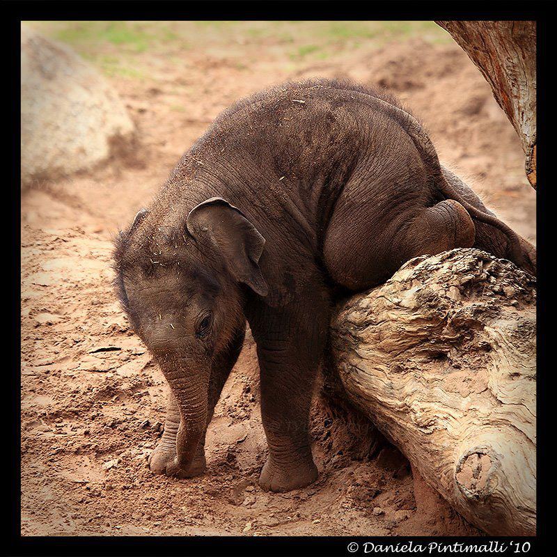 THE HORRID INHUMANE KILLING OF ANIMALS IN THIS WORLD