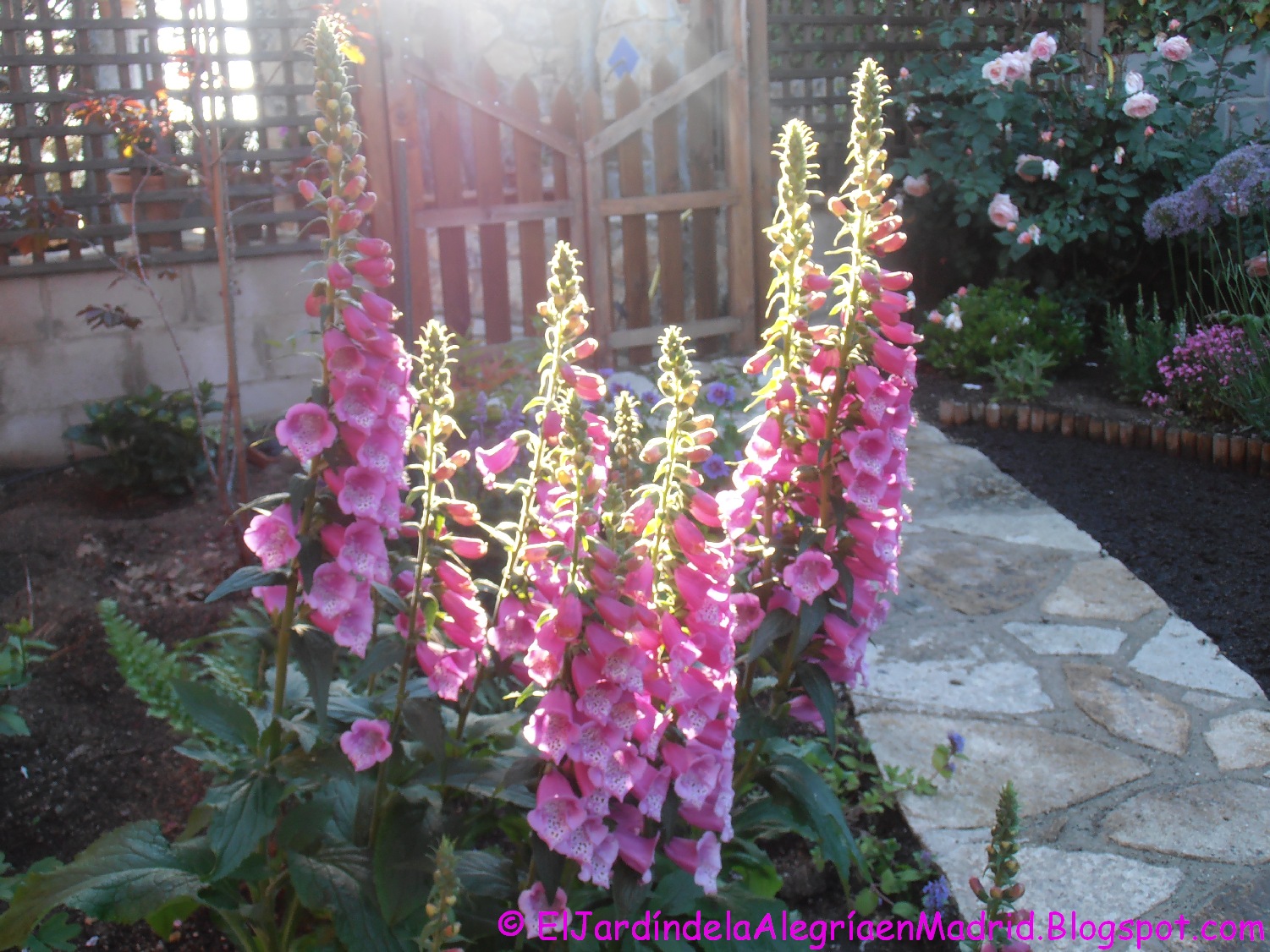El jardín de la alegría : Digitalis purpurea (Dedalera) una vivaz ...