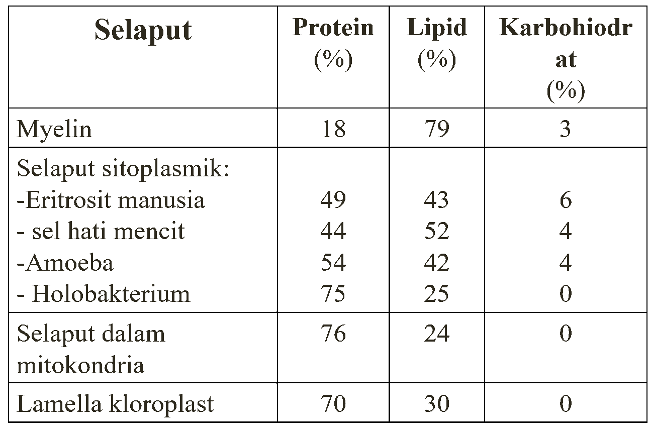 STRUKTUR MEMBRAN SEL