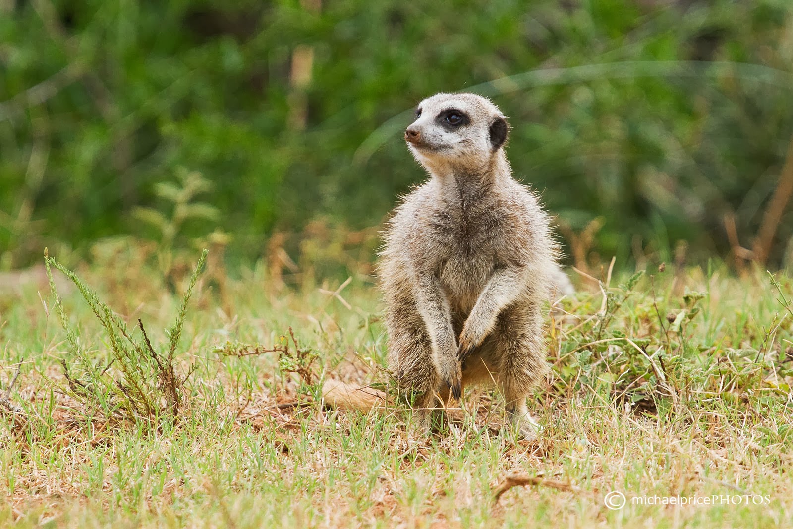 Five Star Lodge in the Addo Elephant National Park: Something to be ...