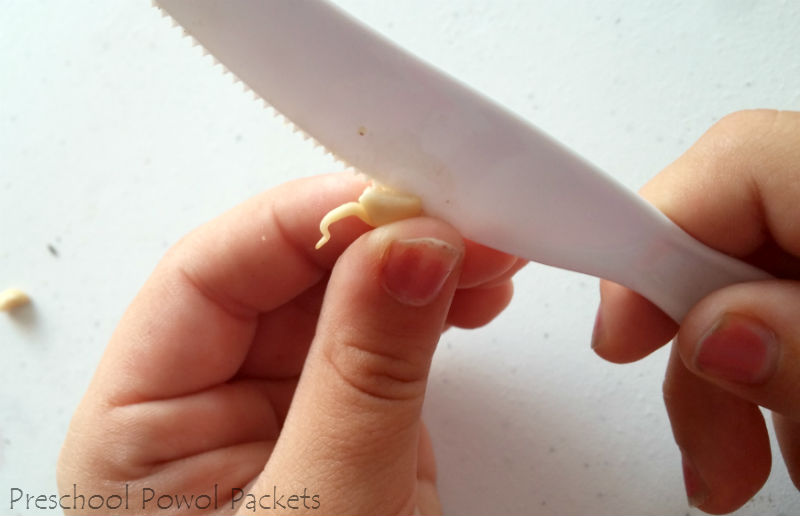 Dissect a Bean Seed Lab! | Preschool Powol Packets
