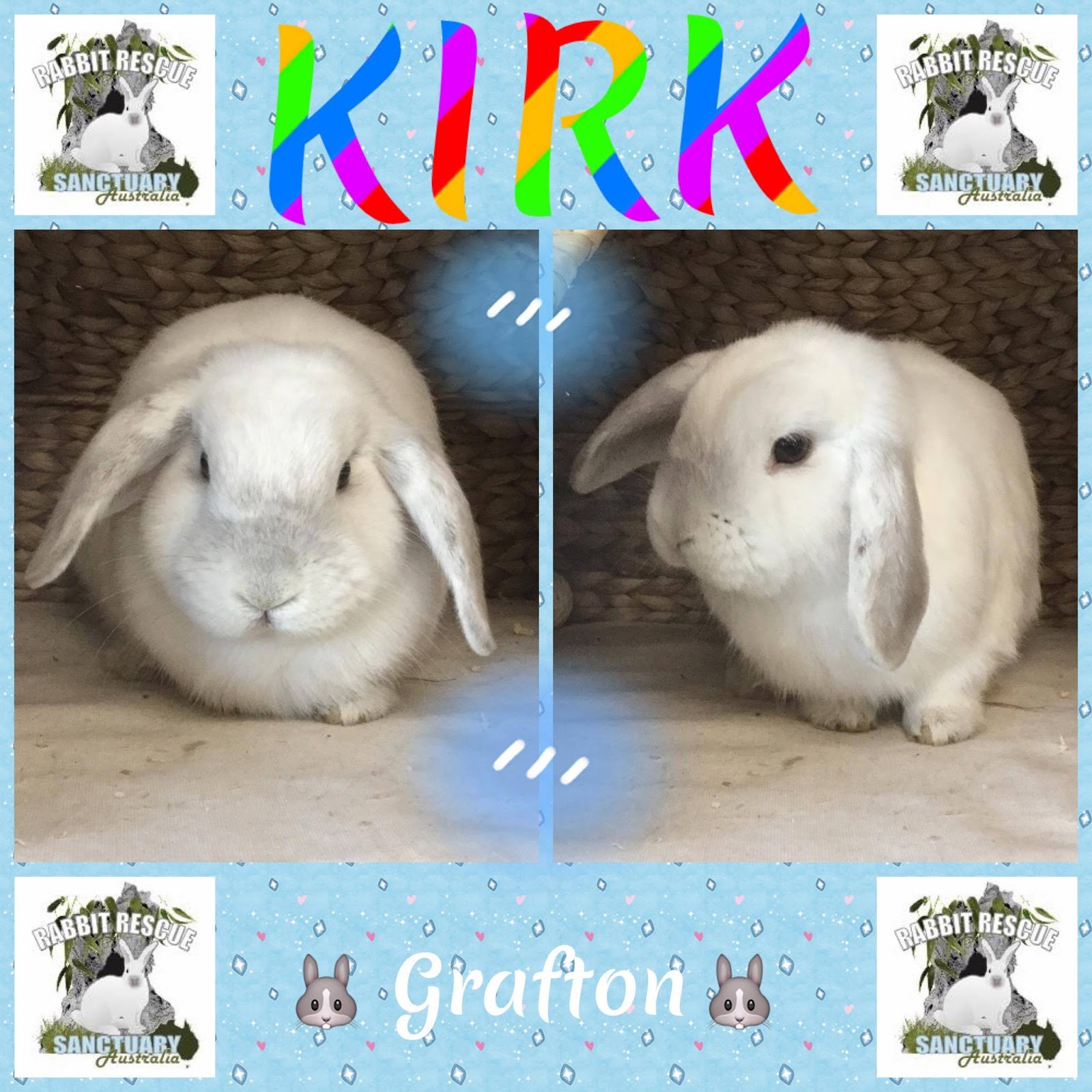 Rabbit Rescue Sanctuary: RABBIT SANCTUARY RABBITS FOR ADOPTION