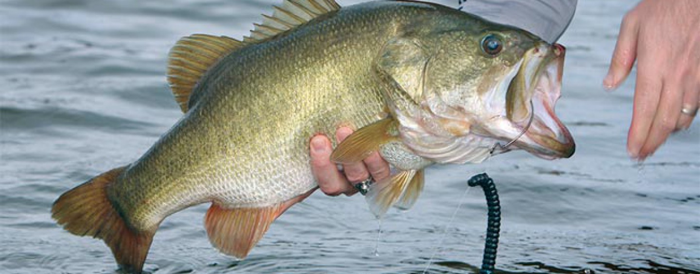 Pesca 2015: Tipos de peces