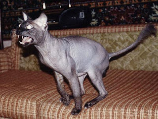 With love to Sphynx :): Donski Sfinks (Don Sphynx) - Historia