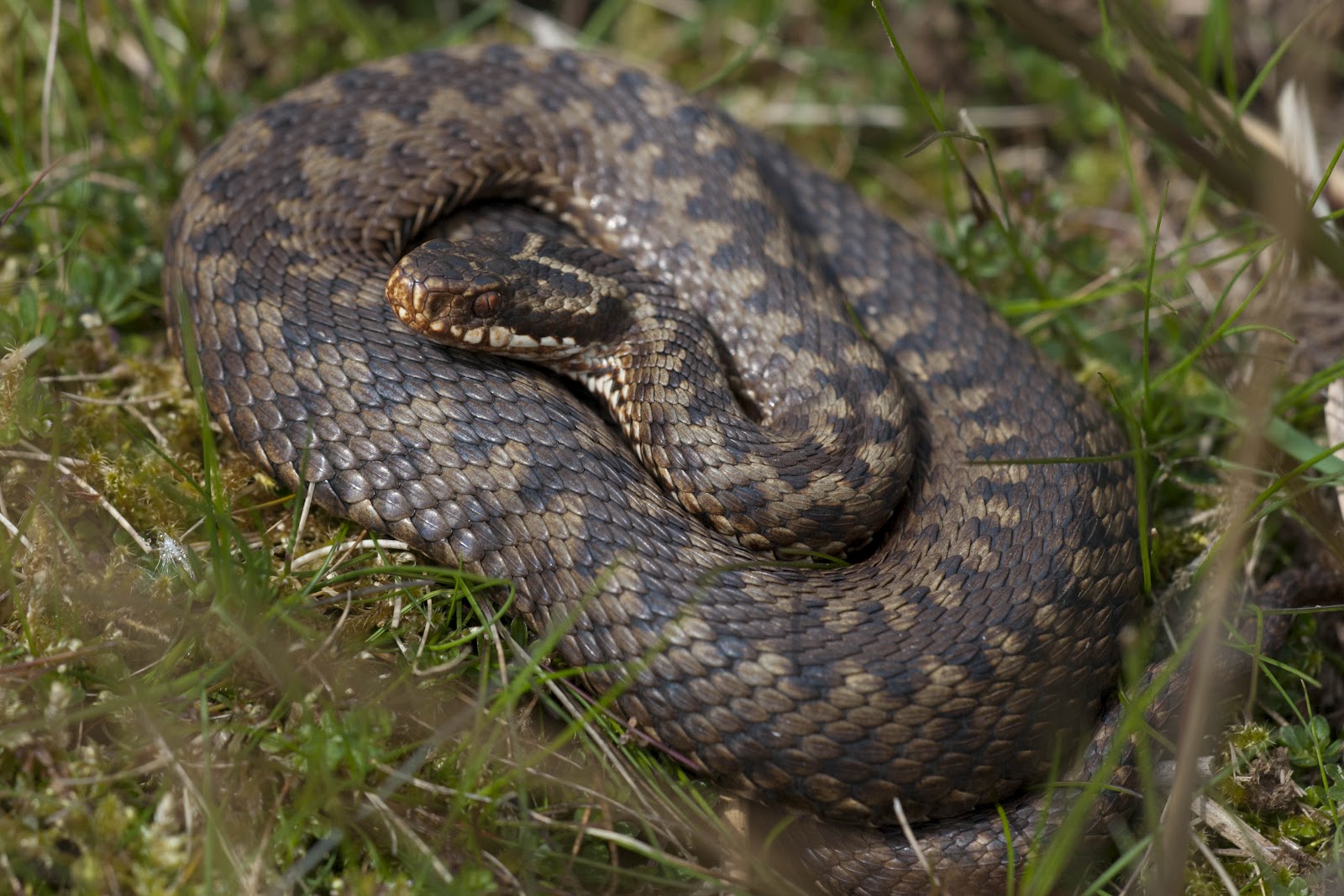 Yorkshire Field Herping and Wildlife Photography: First sign of Mating ...
