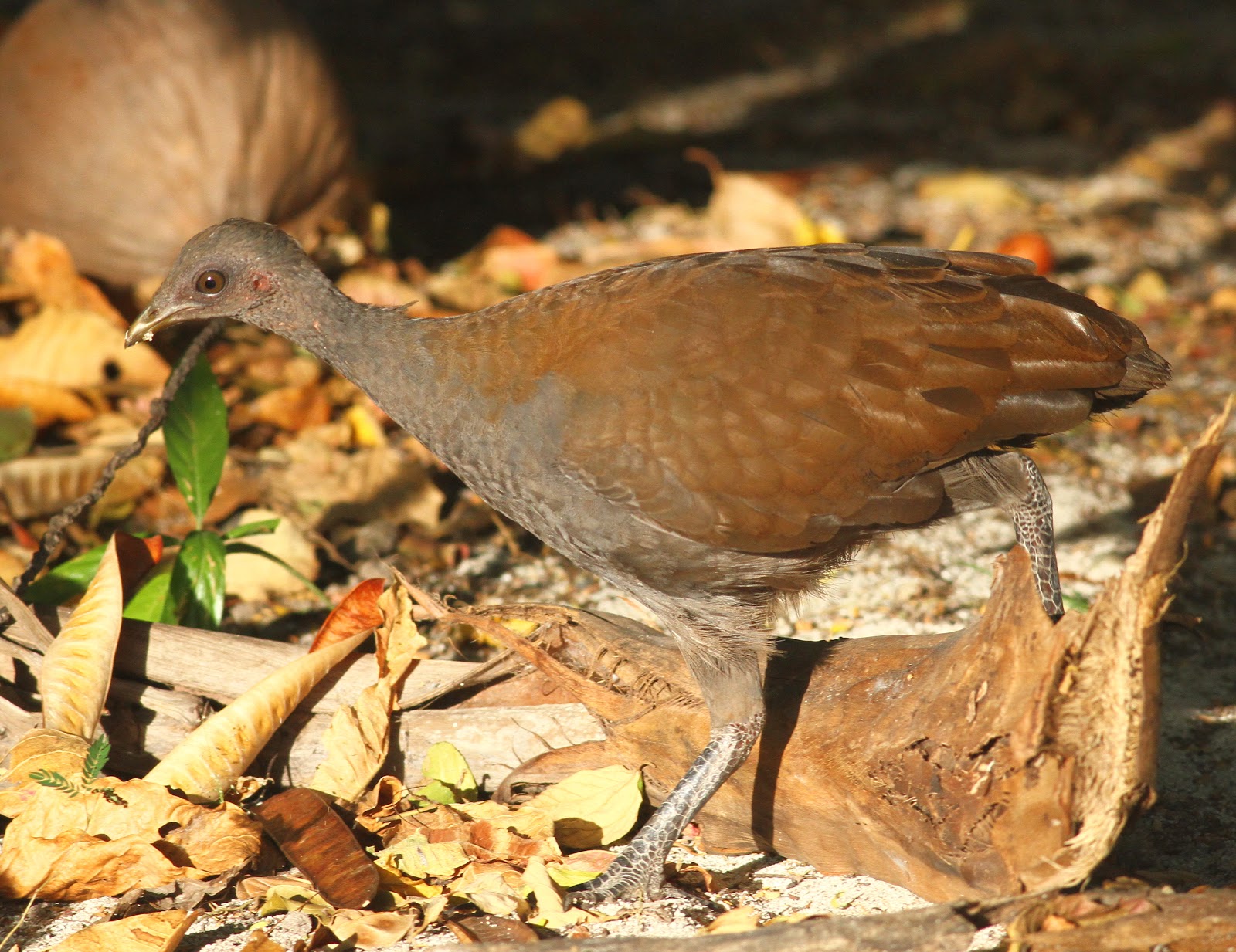 A Birder in The Philippines: December 2012
