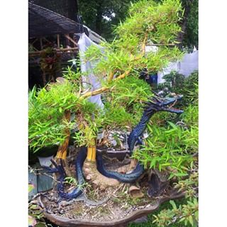 BONSAI BAMBU CHINA - DUNIA TANAMAN HIAS