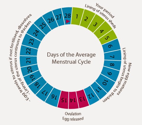 BIOLOGÍA Y GEOLOGÍA: 3ºESO Nervous, endocrine, reproductive systems