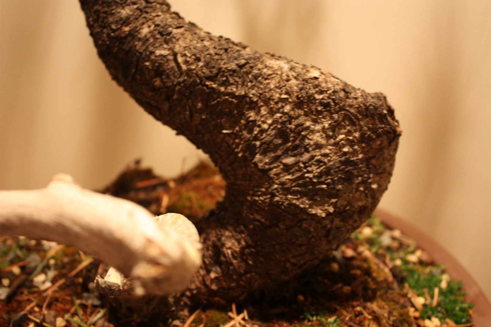 Woodland-Bonsai: Pinus contorta contorta, Shore pines, collected.