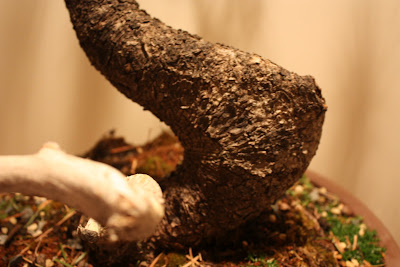 Woodland-Bonsai: Pinus contorta contorta, Shore pines, collected.