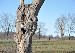 The Bizarre and Weird: Creepy, Scary Halloween and Horror Trees