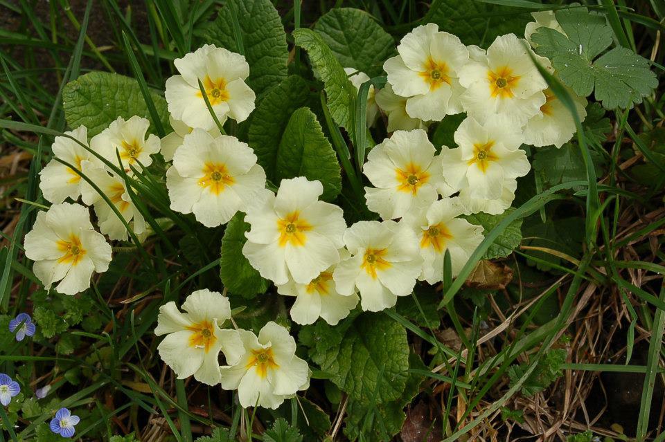Јаглика - Primula veris; Primula vulgaris - Билки Лековити и Народна ...
