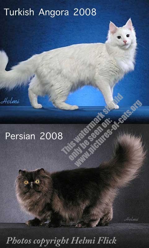 Turkish Angora vs Persian Cat - Cat Chit Chat