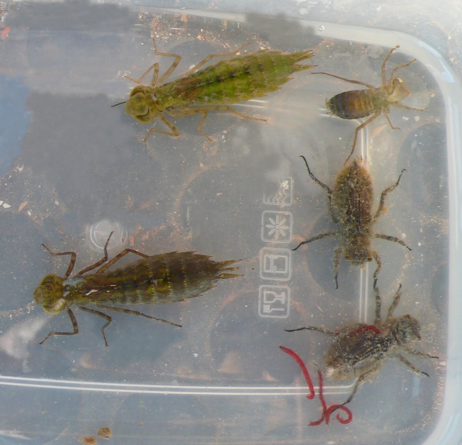 El Gallipato Alcublano: Ninfas de Libélulas.