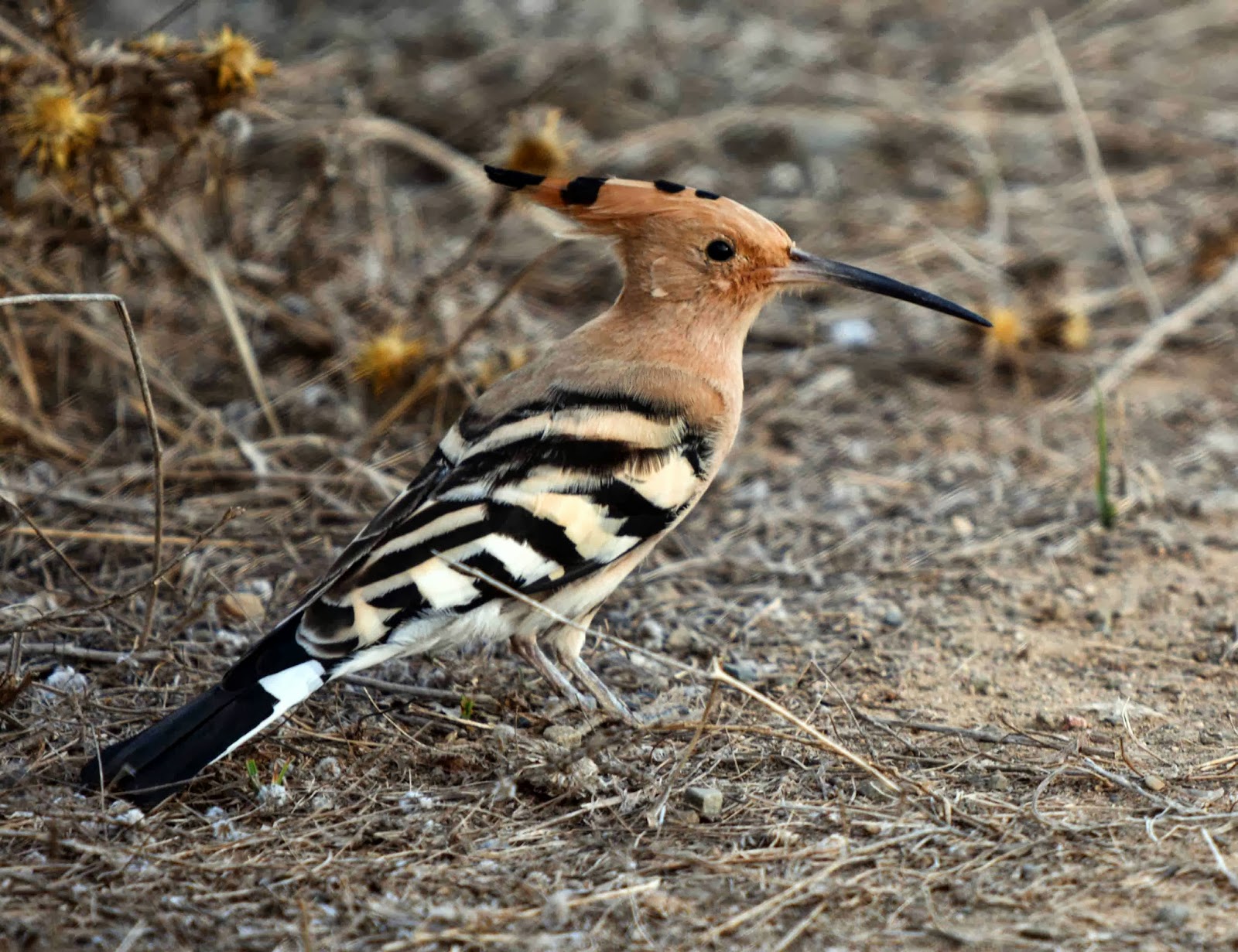 Blog del Màrius Domingo, Ca la Gallineta: 1/9/13 - 1/10/13