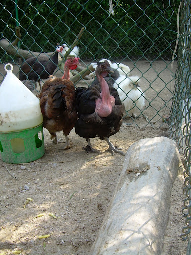 Amatorska hodowla drobiu ozdobnego: Rasy