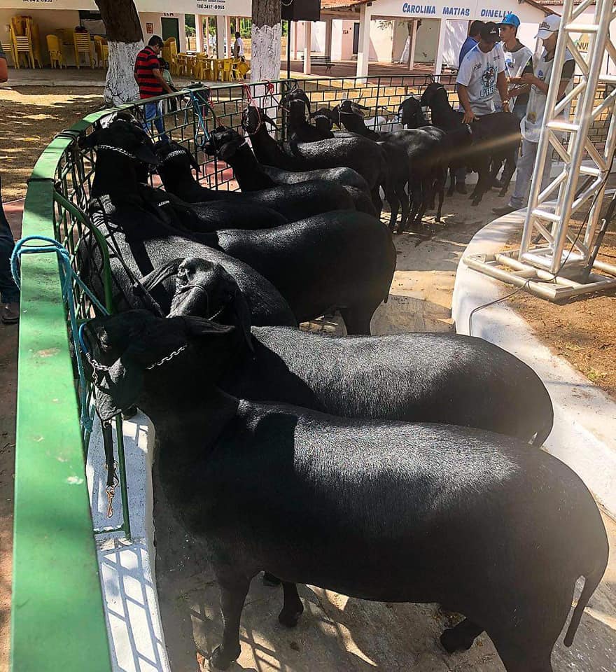 Ilmu Untuk Ternakan Ruminan: Sifat Dan Kelakuan Serta Baka-Baka Biri-Biri