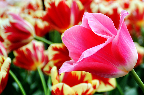 Bila gambar bersuara: Bunga-bunga tulip yang indah
