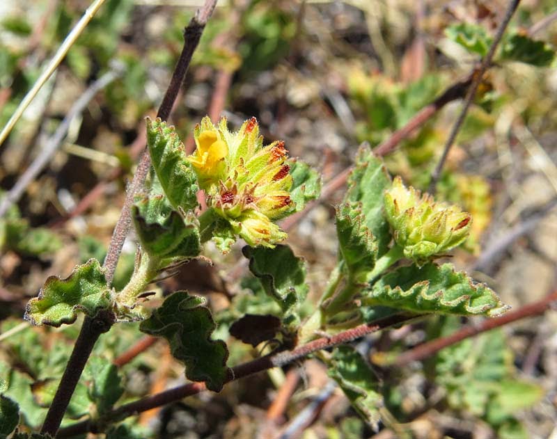 Birdernaturalist: Out and About With the Naturalest Naturalist – Part 1