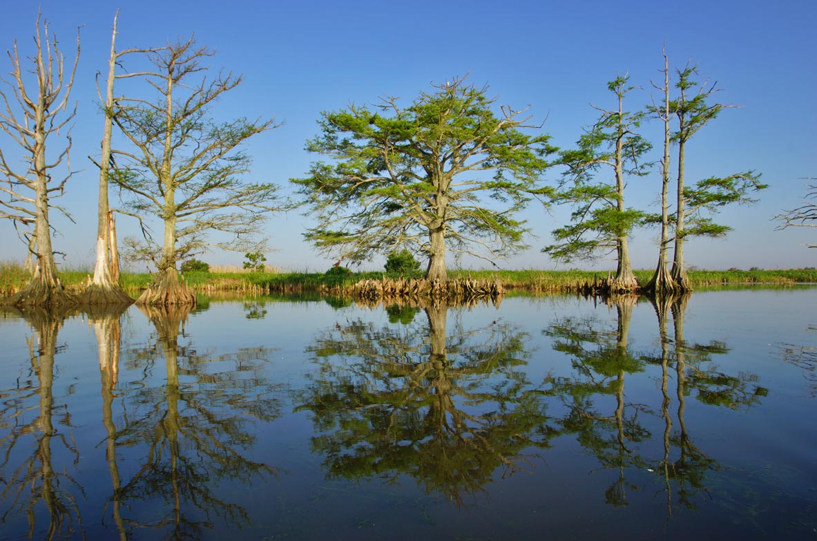 Kayaking the Mobile-Tensaw River Delta: 03/27/2012 - Lower Delta