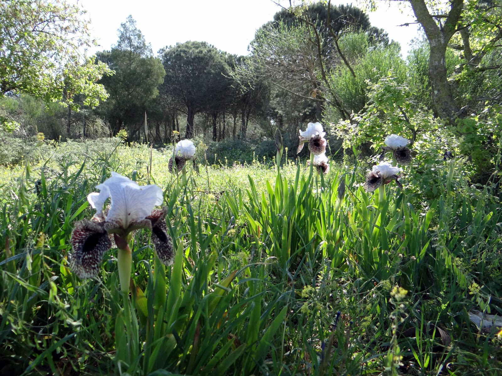 PazzaPazza: WILD IRIS - IRIS NAZARETH