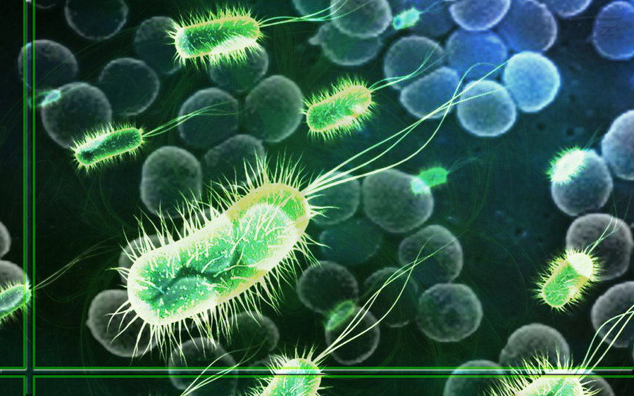 Seres Vivos y Reino Plantae: Eubacterias