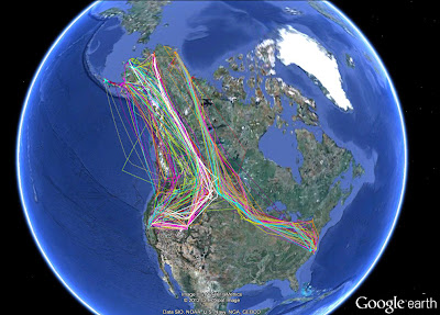 Wild and Free Montana: "Our" Tundra Swans (an update)