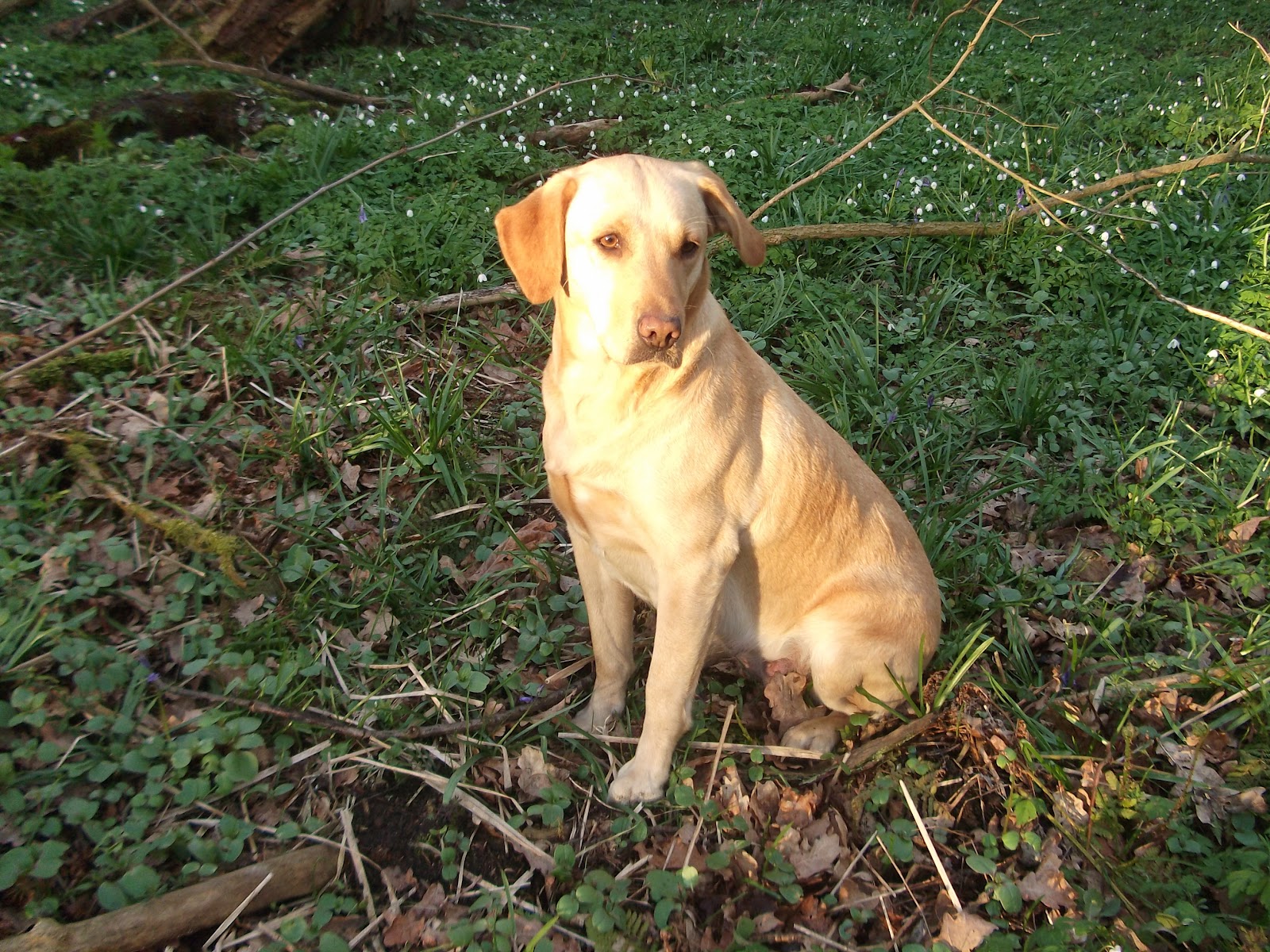 Our Lovely Yorkshire Labs: What a difference a week makes