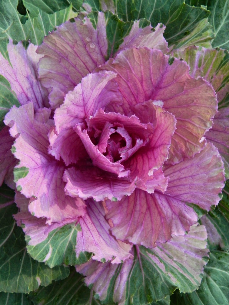 Garden Muses: A Small Toronto Gardening Services Company Blog: 2014