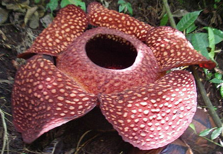 Himalayan Flower Nursery: GIANT FLOWERS AND PLANTS