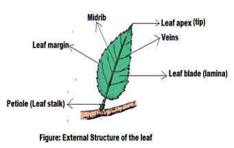 External Structure of Leaf