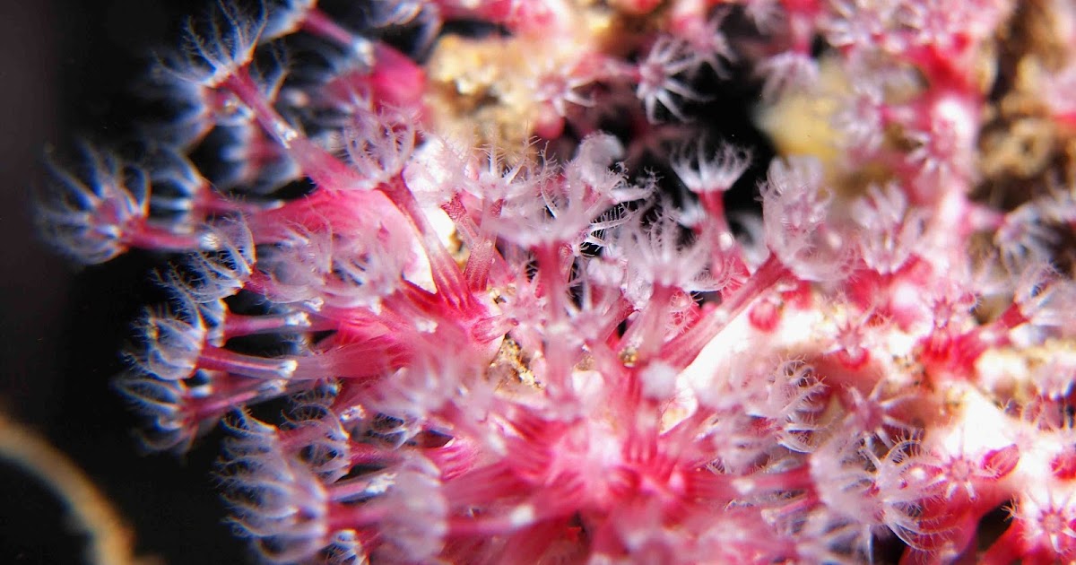 Check the Sea. Web de buceo y fotografía submarina de las Islas ...