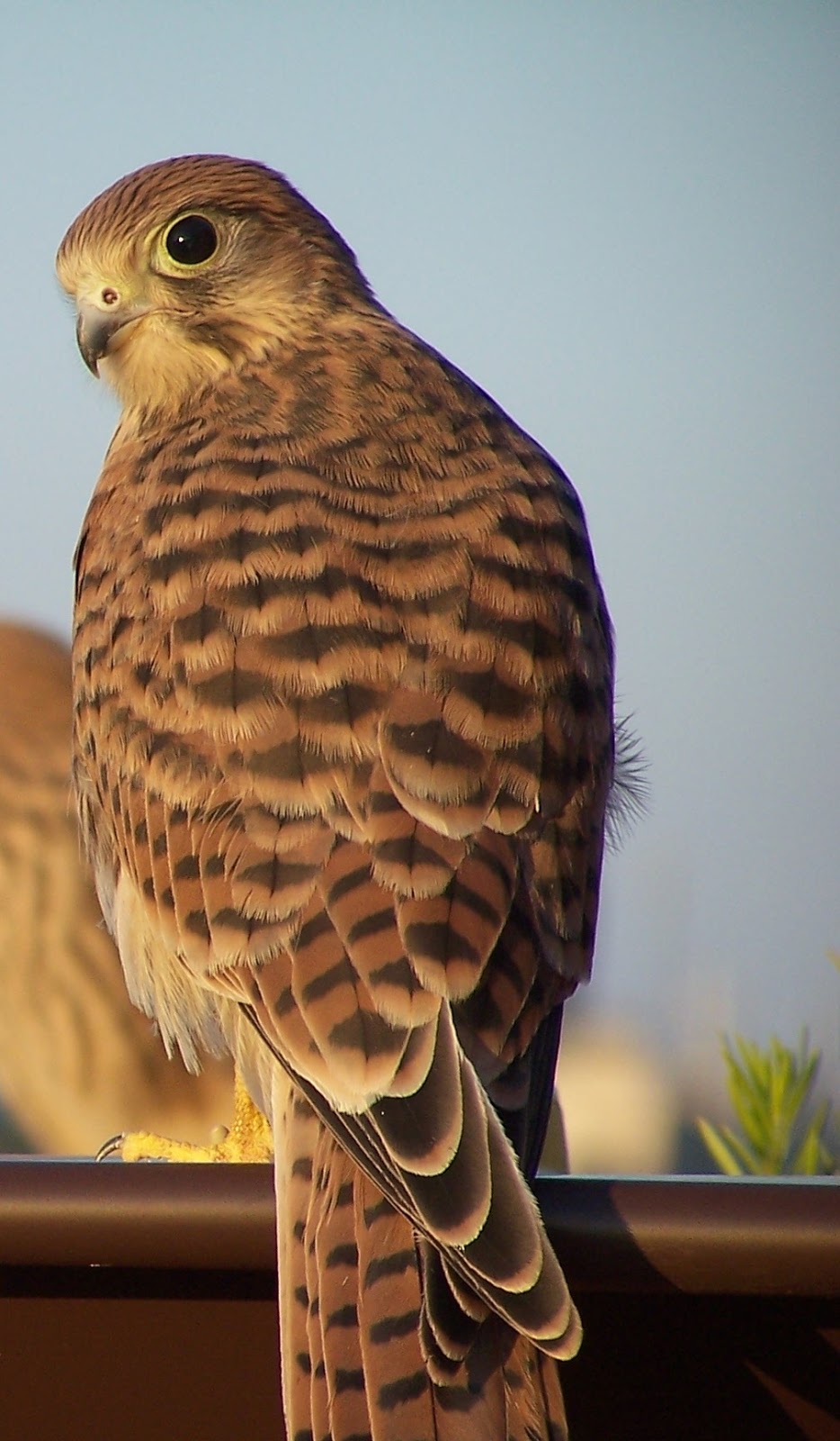 A picture of the beautiful kestrel bird - About Wild Animals