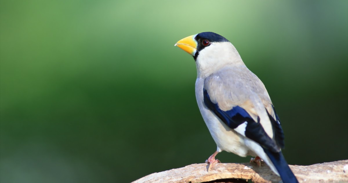 Burung Kakatua Raja Hitam Dari Papua - Grosir Kaos Islami
