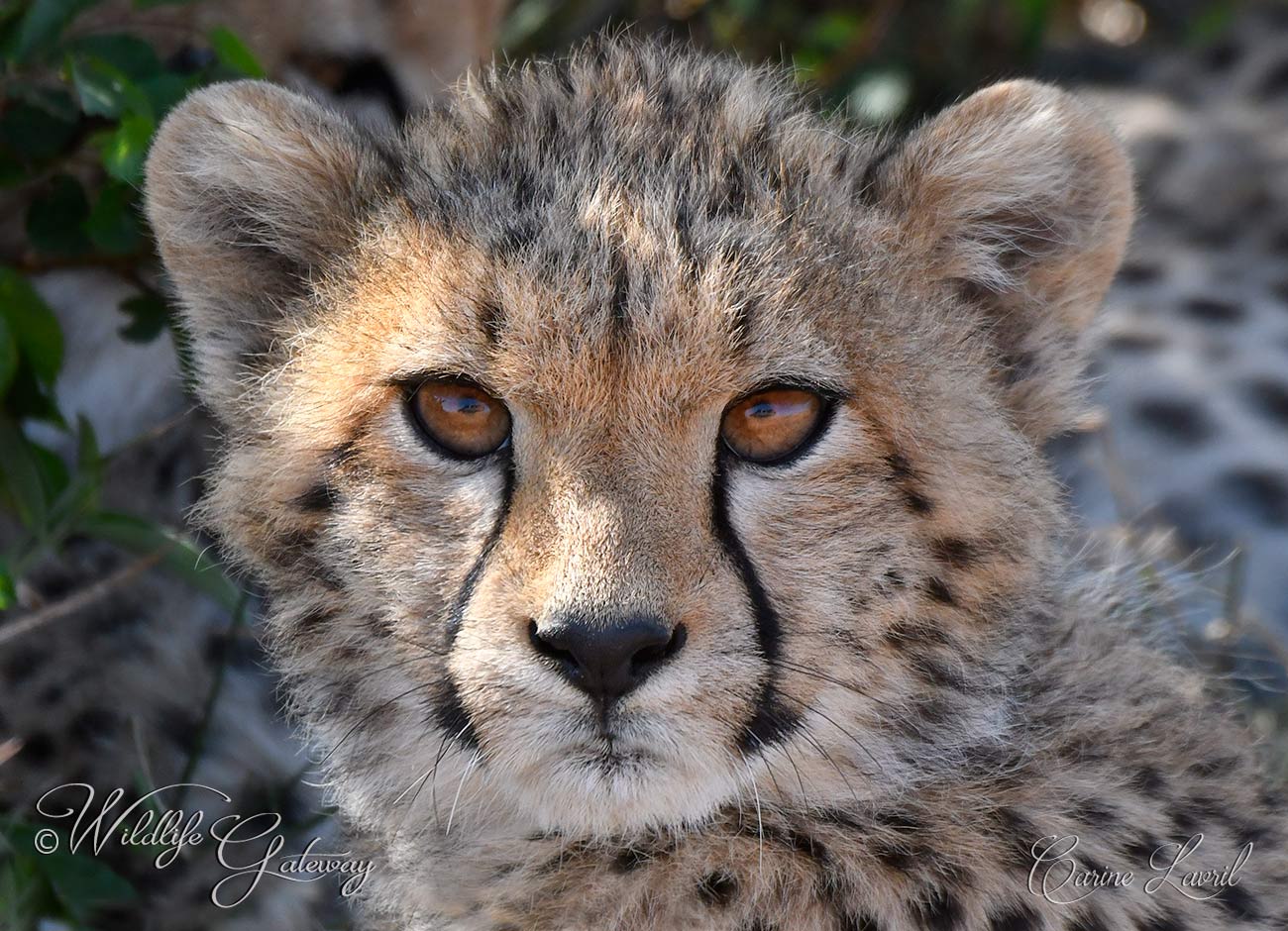 WILDLIFE GATEWAY: Portraits de guépards