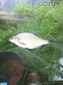 UK fishing venues: Rising Sun Fisheries (Lake 1) - Catch Review