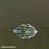 Dommelvos Natuurfotografie: Suriname 2012 - Zoogdieren