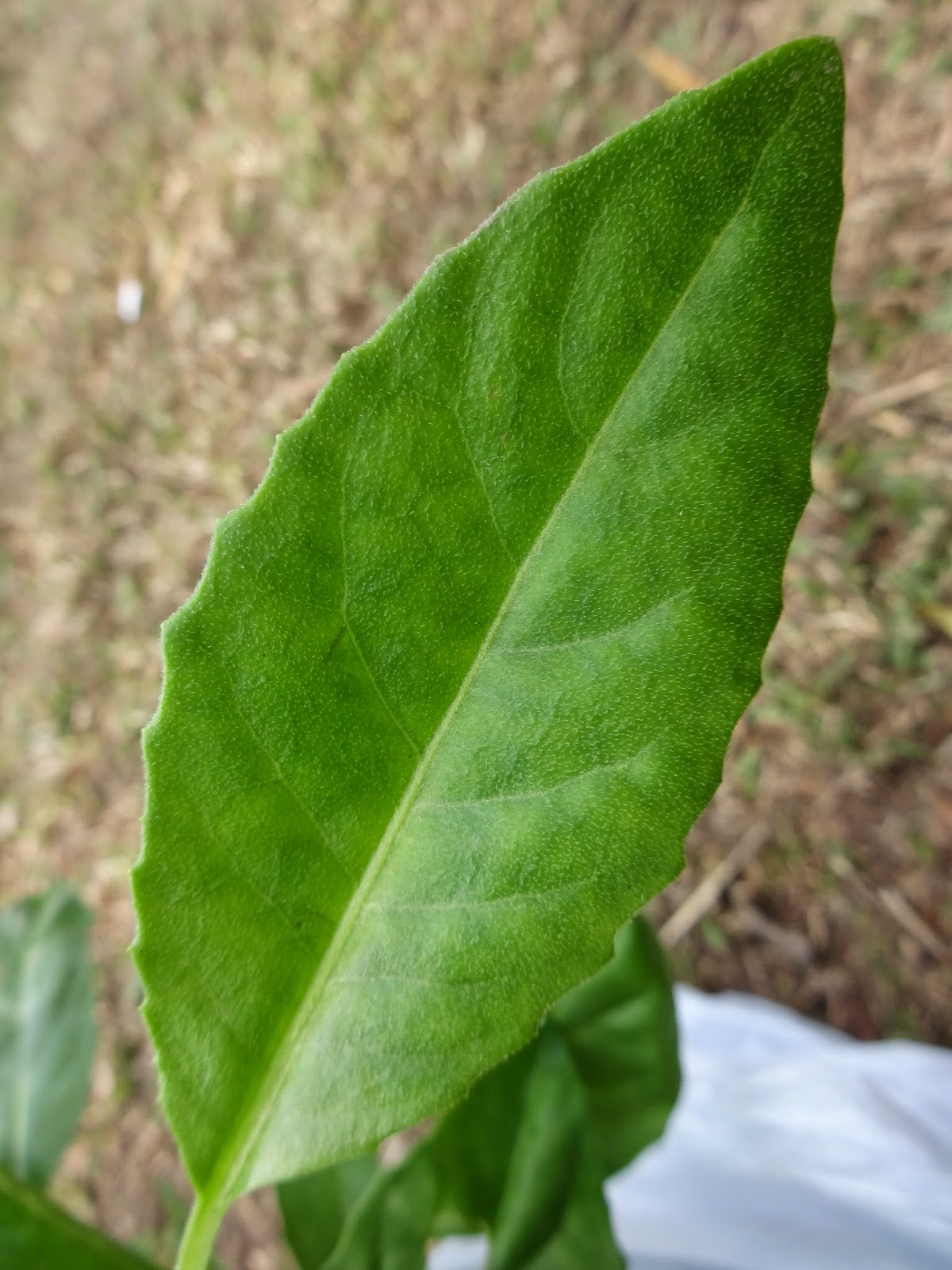 Herbs from Distant Lands: Gynura procumbens - Sabungai, Leaves of Gods ...