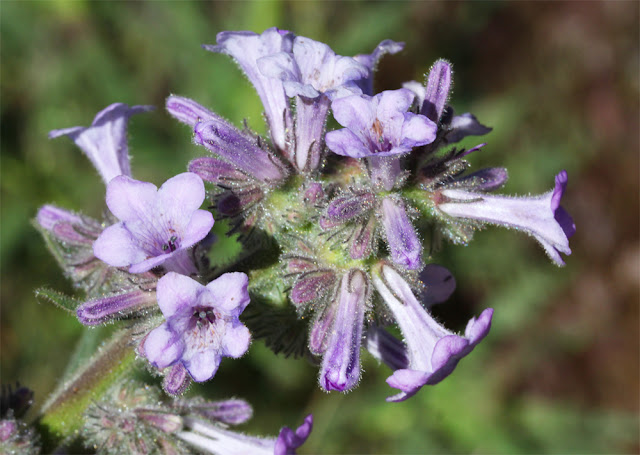 Cuyamaca Woods Mountain Journal: The Dreaded Poodle Dog Bush!
